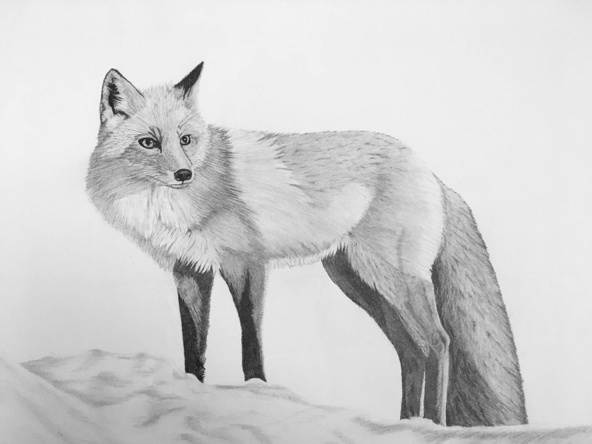 “Winter Solstice” Fox Drawing – Silverline Fine Art